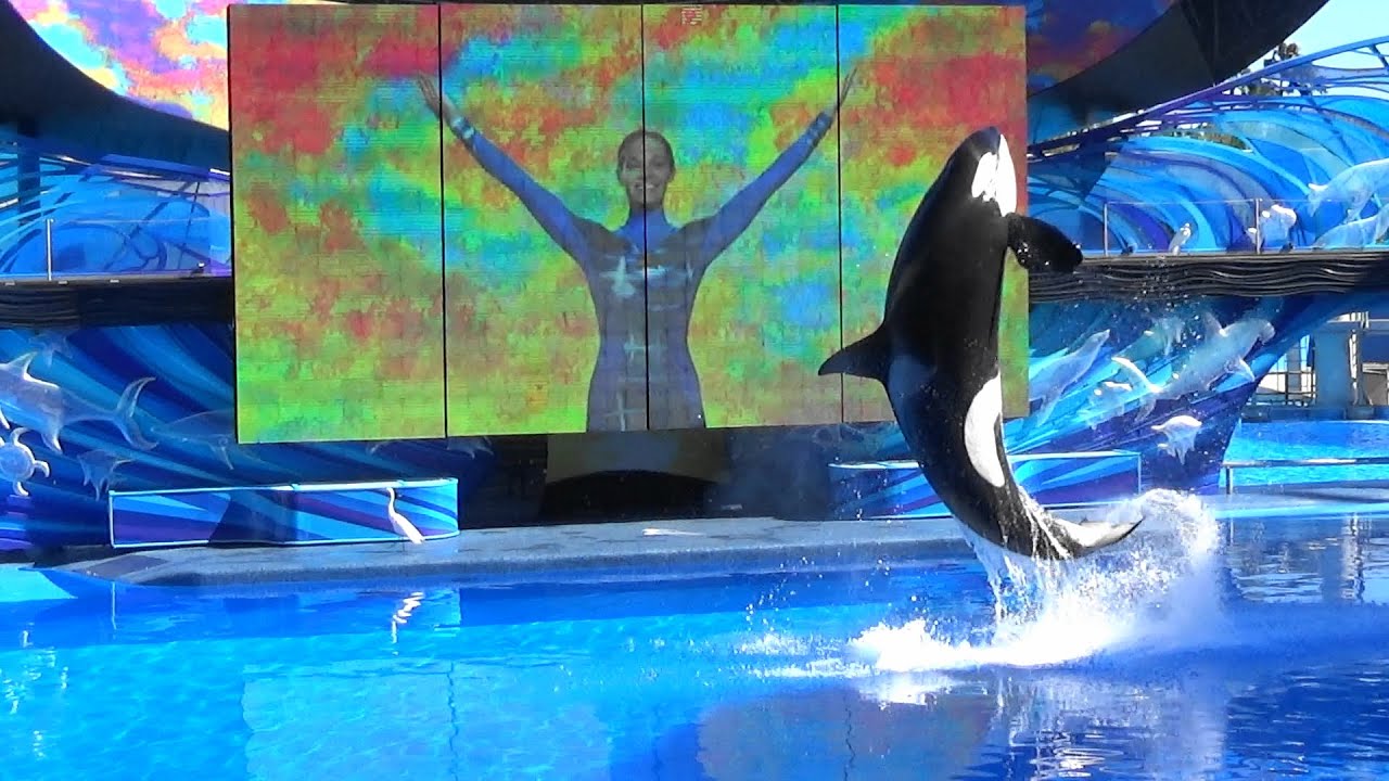 SeaWorld Orlando, Shamu killer whale full show, One Ocean 2015 - YouTube