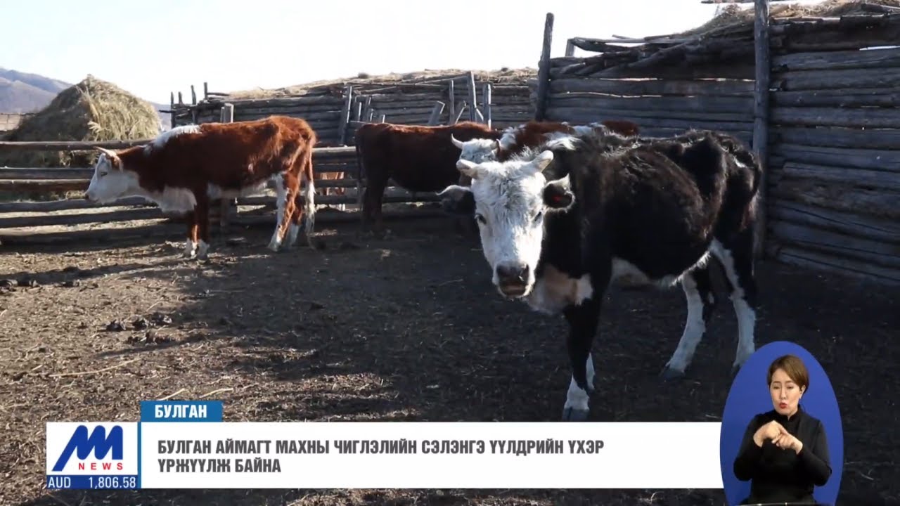 Булган аймагт махны чиглэлийн Сэлэнгэ үүлдрийн үхэр үржүүлж байна 2020