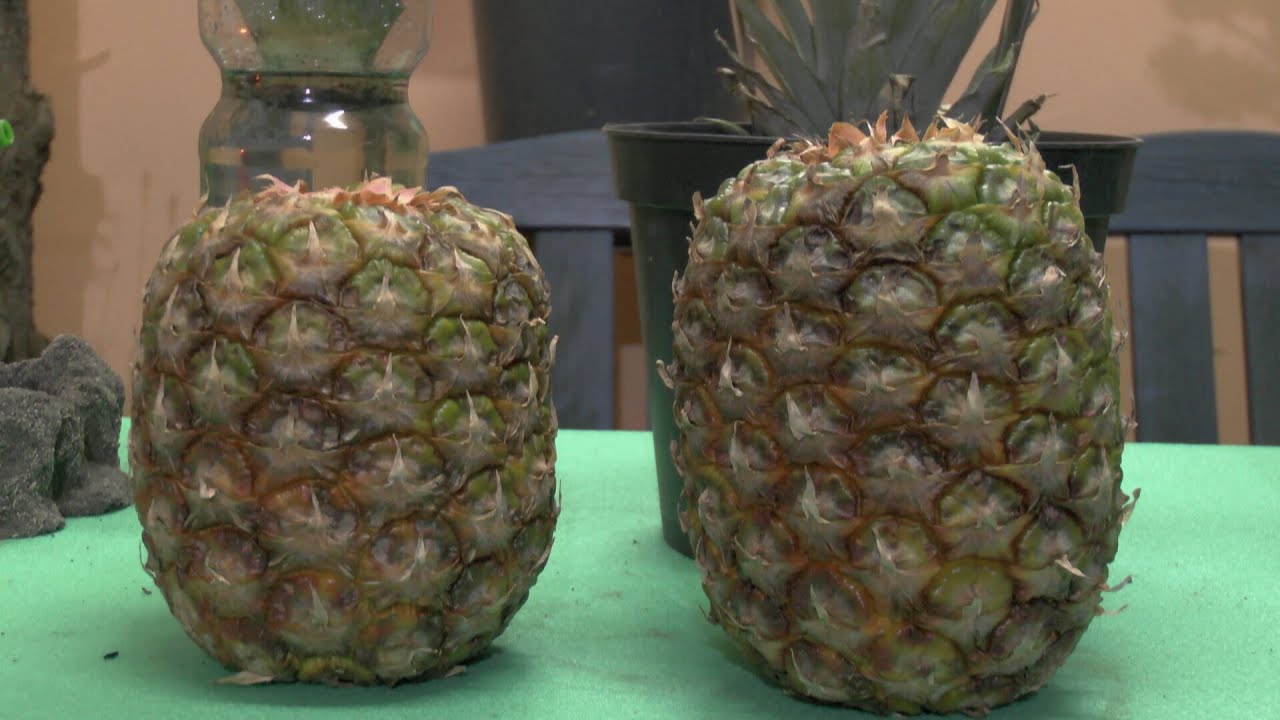 Ananas vermehren, ganz einfach und ich zeige euch wie es geht. Viel ...
