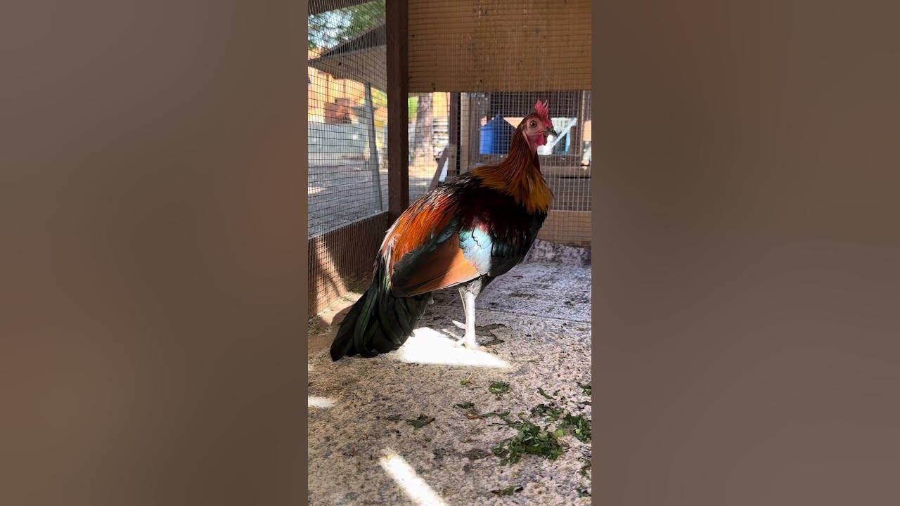 red jungle fowl, qaib dib qaib qus, #15 October 22, 2024 - YouTube