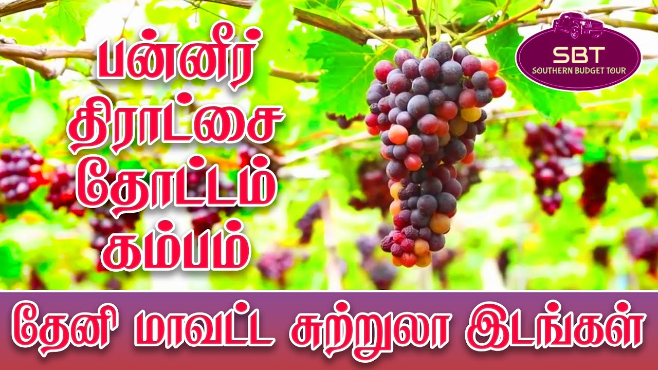 Exploring the Beauty of Cumbum Grapes Farm 🍇 | Exploring Theni's Best ...