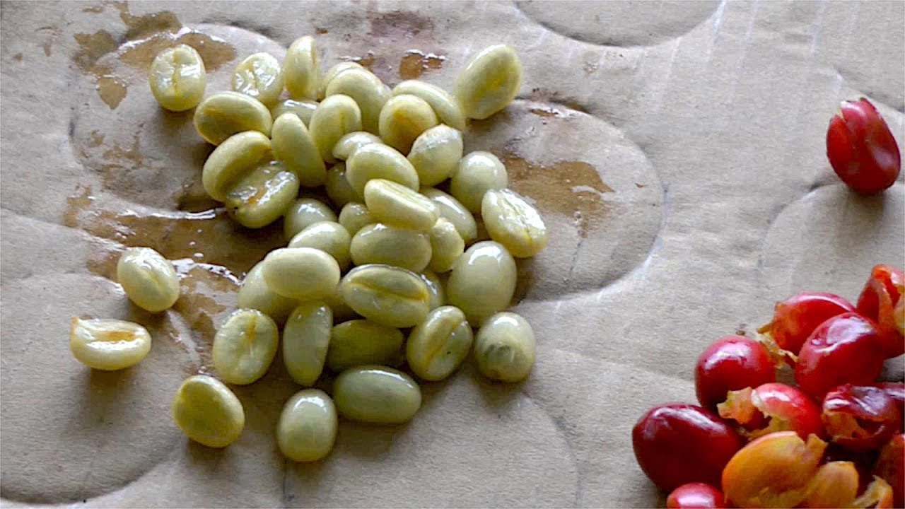 2019 Coffee Crop Update - Planting Coffee Seeds - YouTube