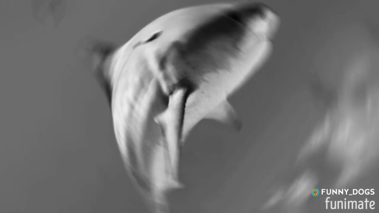 Shark edit 💕😍 - YouTube