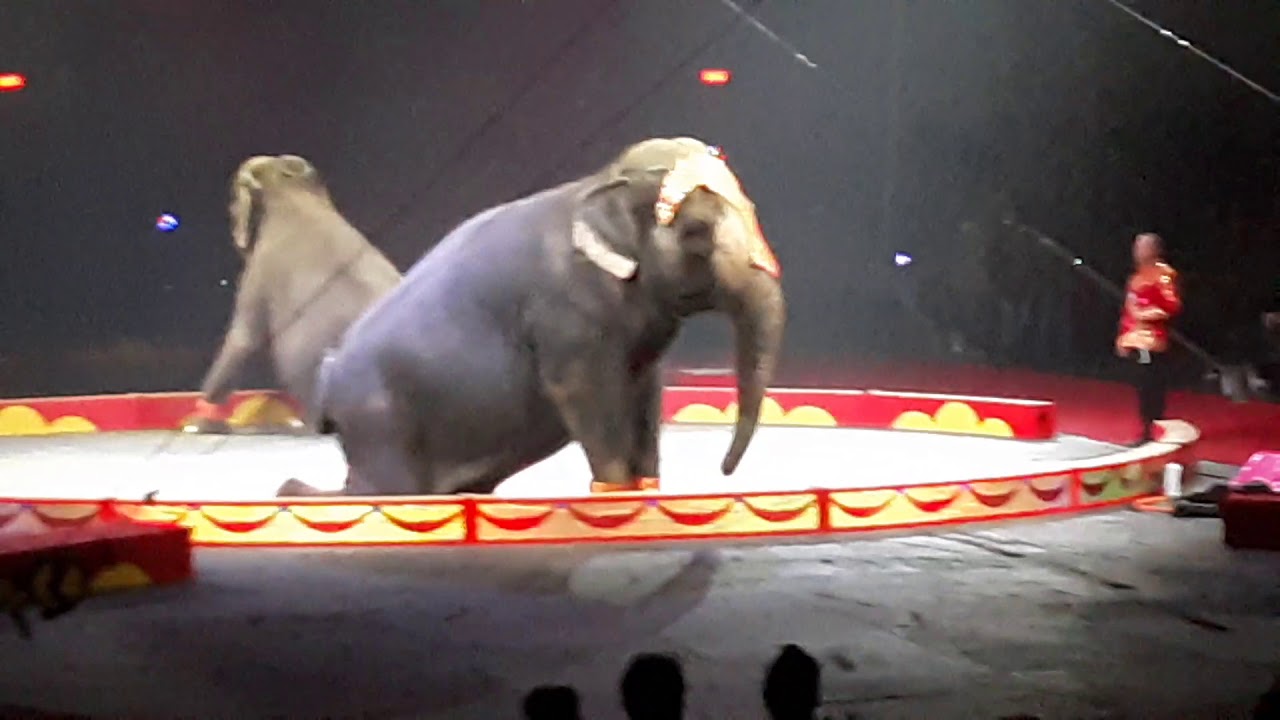 The shrine circus 2019!agt performers,elephants and more! - YouTube