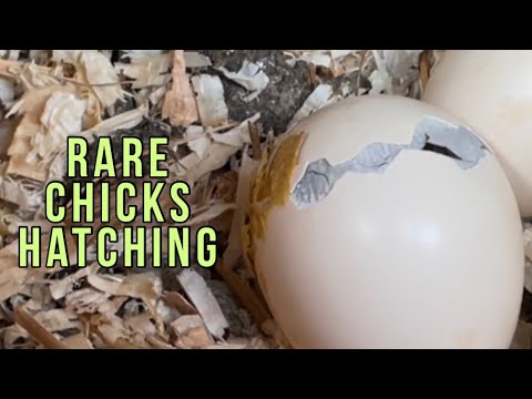 How to Hatch BABY Chicks - YouTube