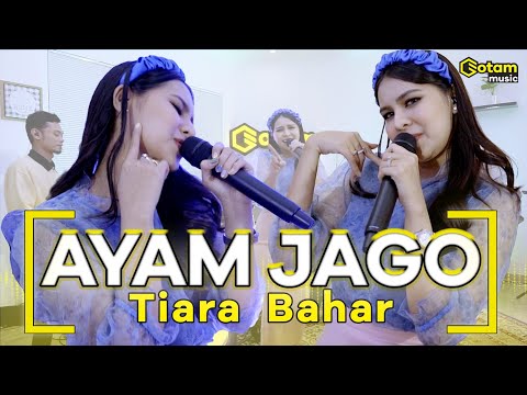 AYAM JAGO - TIARA BAHAR ( OFFICIAL LIVE MUSIC COVER )
