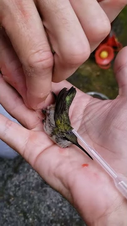 Hummingbird Rescue Part 2 - YouTube