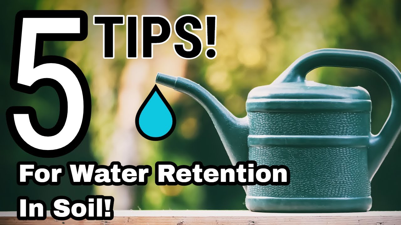 5 Ways to Improve WATER Retention in Your Soil! – Ep.1 to Start Growing ...