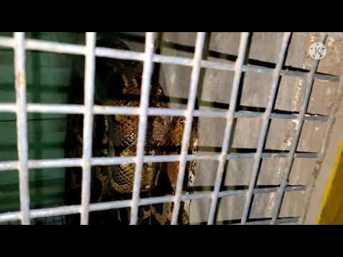 T.N.B. COLLEGE BHAGALPUR [ PYTHONIDAE SNAKE ] {AJGAR} ZOOLOGY ...