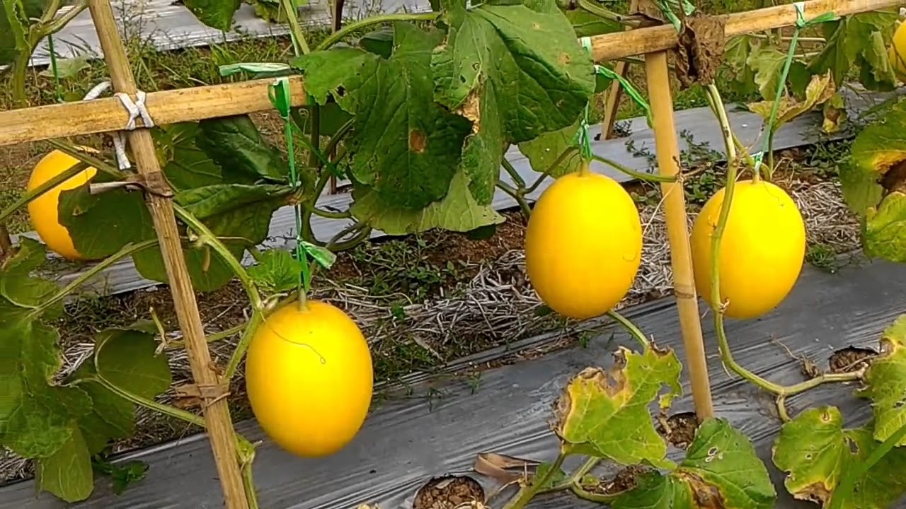 Melon Alisha F1 Cap Panah Merah(7) - YouTube