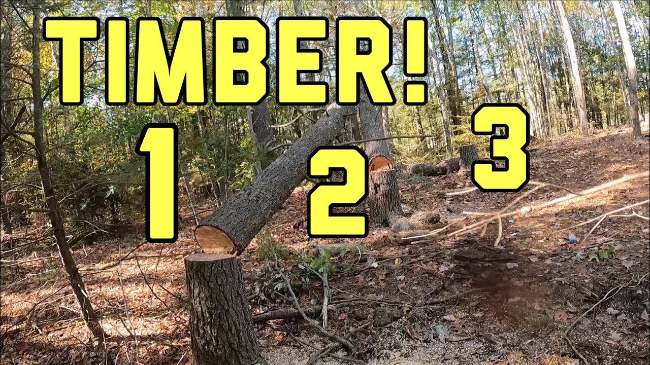 DOMINO Tree Felling! Timber! - YouTube
