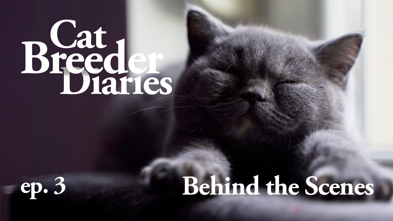 Cat Breeder Diaries ep.3: What Really Happens Inside A Modern Cattery ...