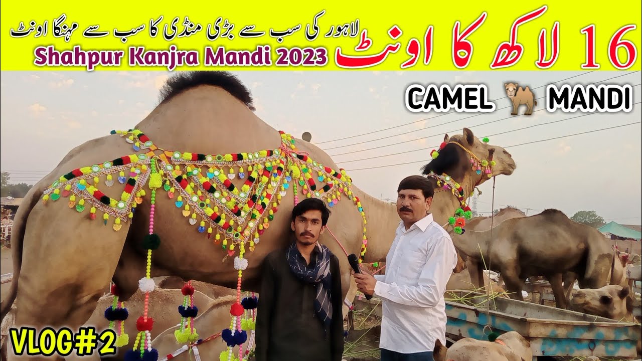 Camel Mandi 2023 | Mandi Ka Sab Say Mehanga Camel | Shahpur Kanjra ...