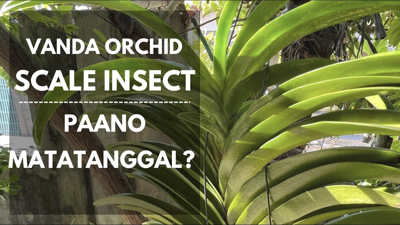 PAANO TATANGGALIN ANG SCALE INSECTS, LUMOT AT FERTILIZER RESIDUE SA ...