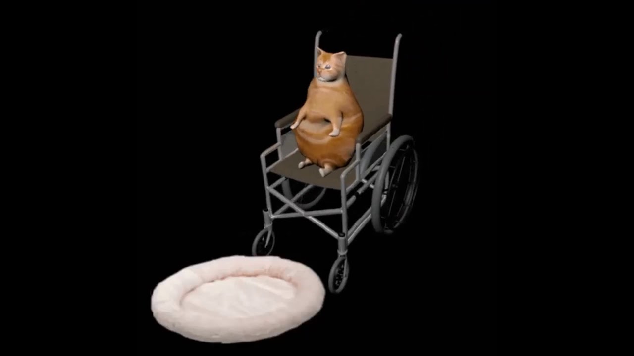 how my cat gamecubes like - YouTube