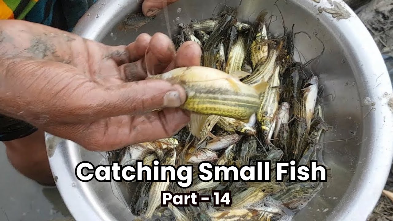 Tiny Treasures: Exploring the World of Catching Small Fish | Fishing ...