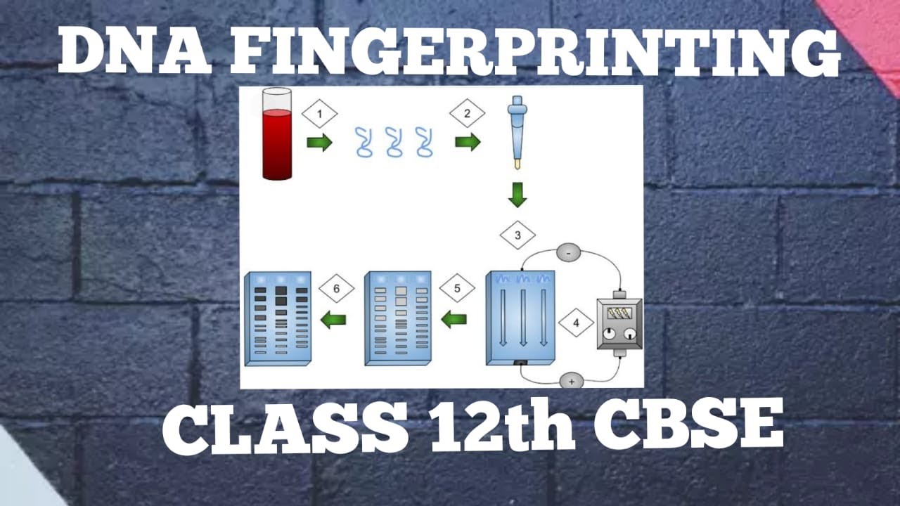 DNA Fingerprinting Class 12th NCERT CBSE YouTube dna-fingerprinting-class-12th-ncert-cbse-youtube