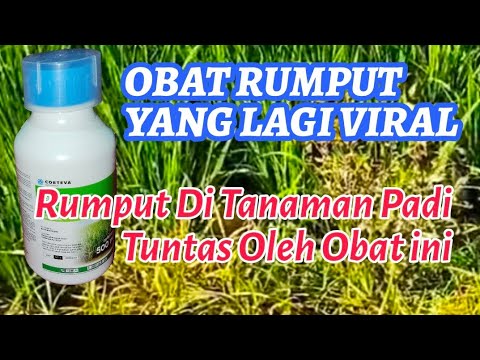 OBAT RUMPUT DI TANAMAN PADI YANG PALING AMPUH