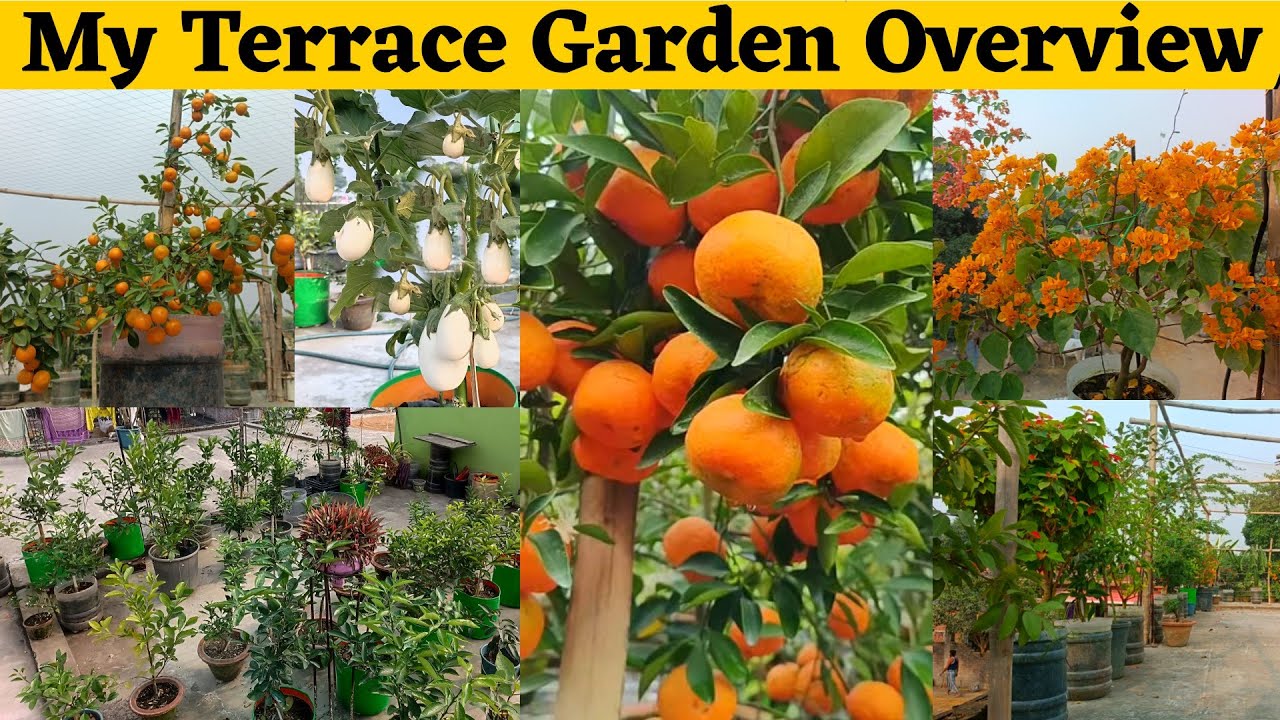 Best Fruits Plants For Terrace garden Rooftop garden Overview - YouTube