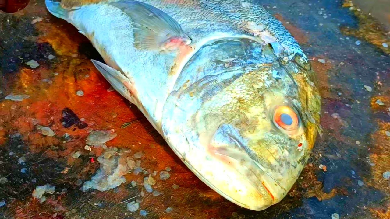 TREVALLY FISH CUTTING SKILL / EXPERT FISH CUTTER / AMAZING FISH CUTTING ...