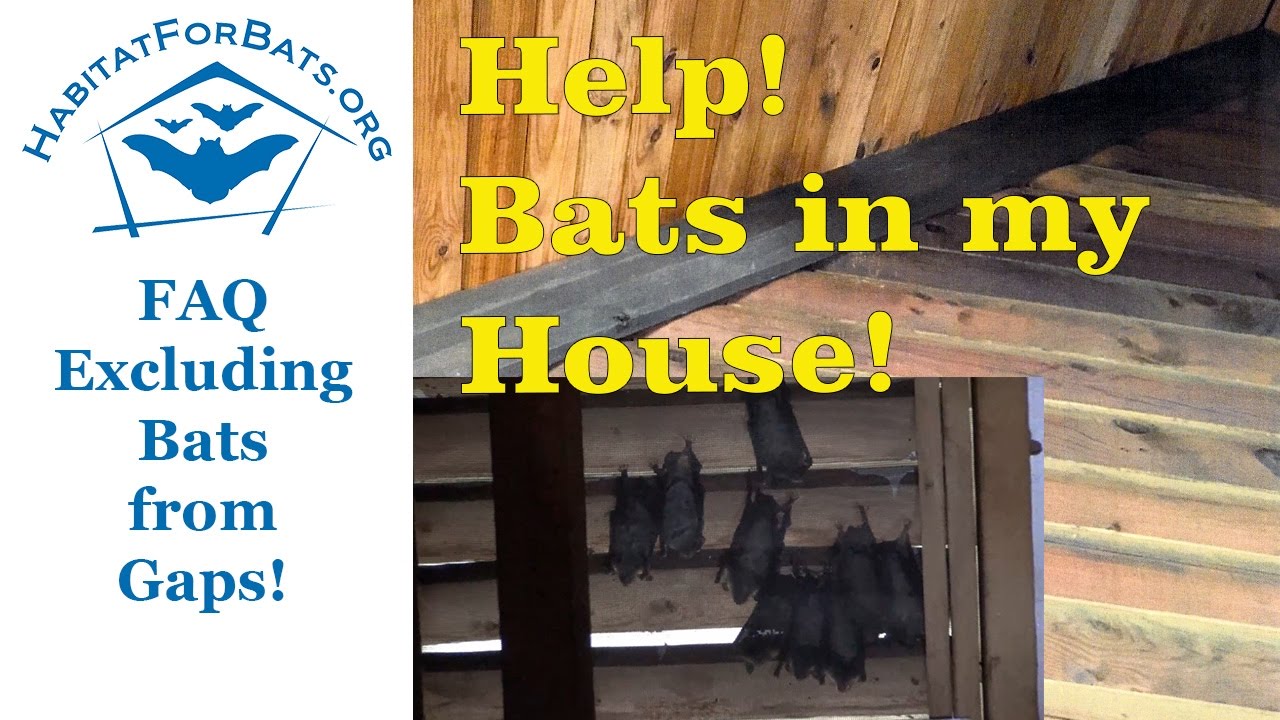 FAQ - How can I exclude bats from behind a gap? - YouTube