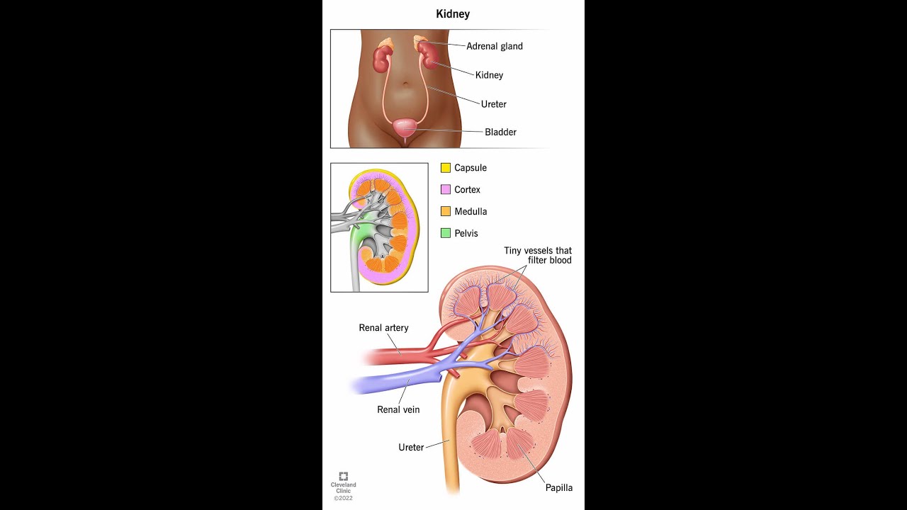 Certificate Community Pharmacy Practice Lecture about Renal System Anatomy & Physiology - YouTube