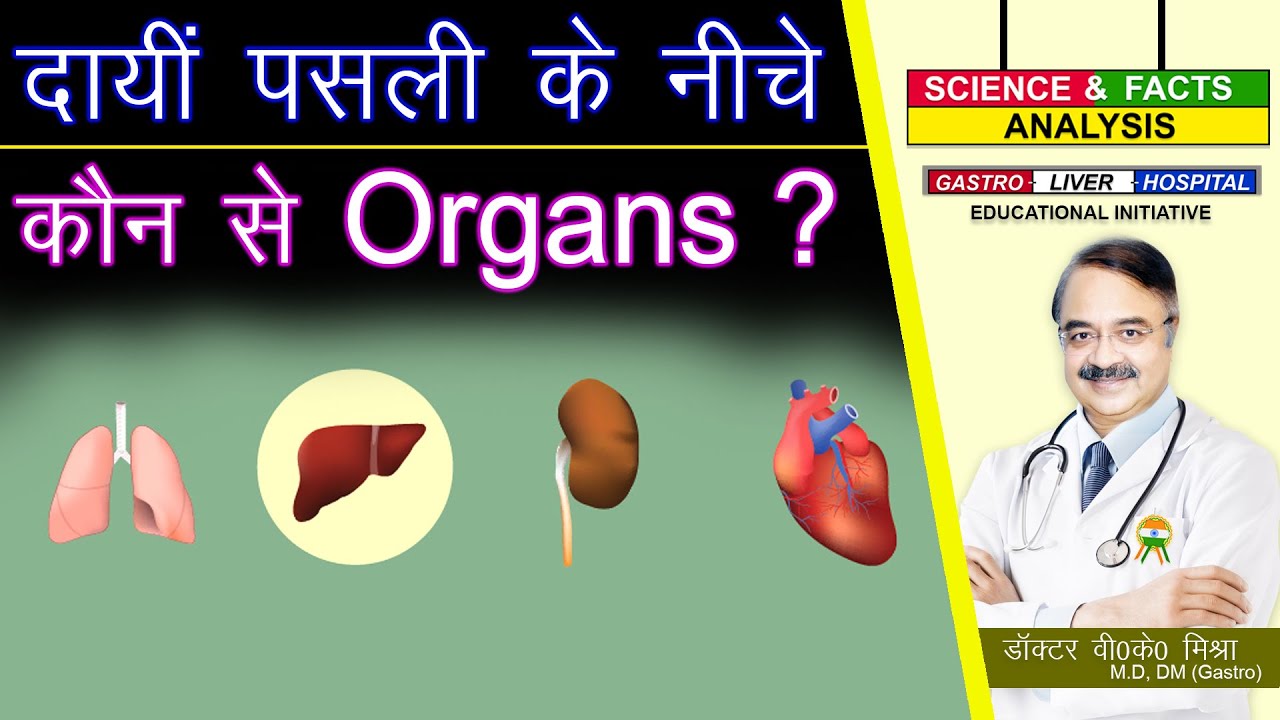 दायी पसली के नीचे कौन से ORGANS || ORGANS INSIDE YOUR ABDOMEN RIGHT ...