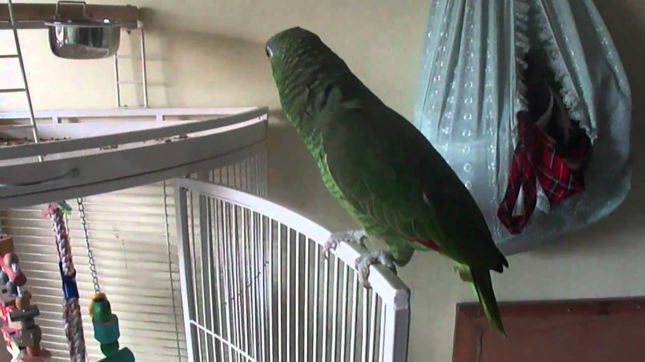 Rocky Green Cheek Amazon Parrot - YouTube