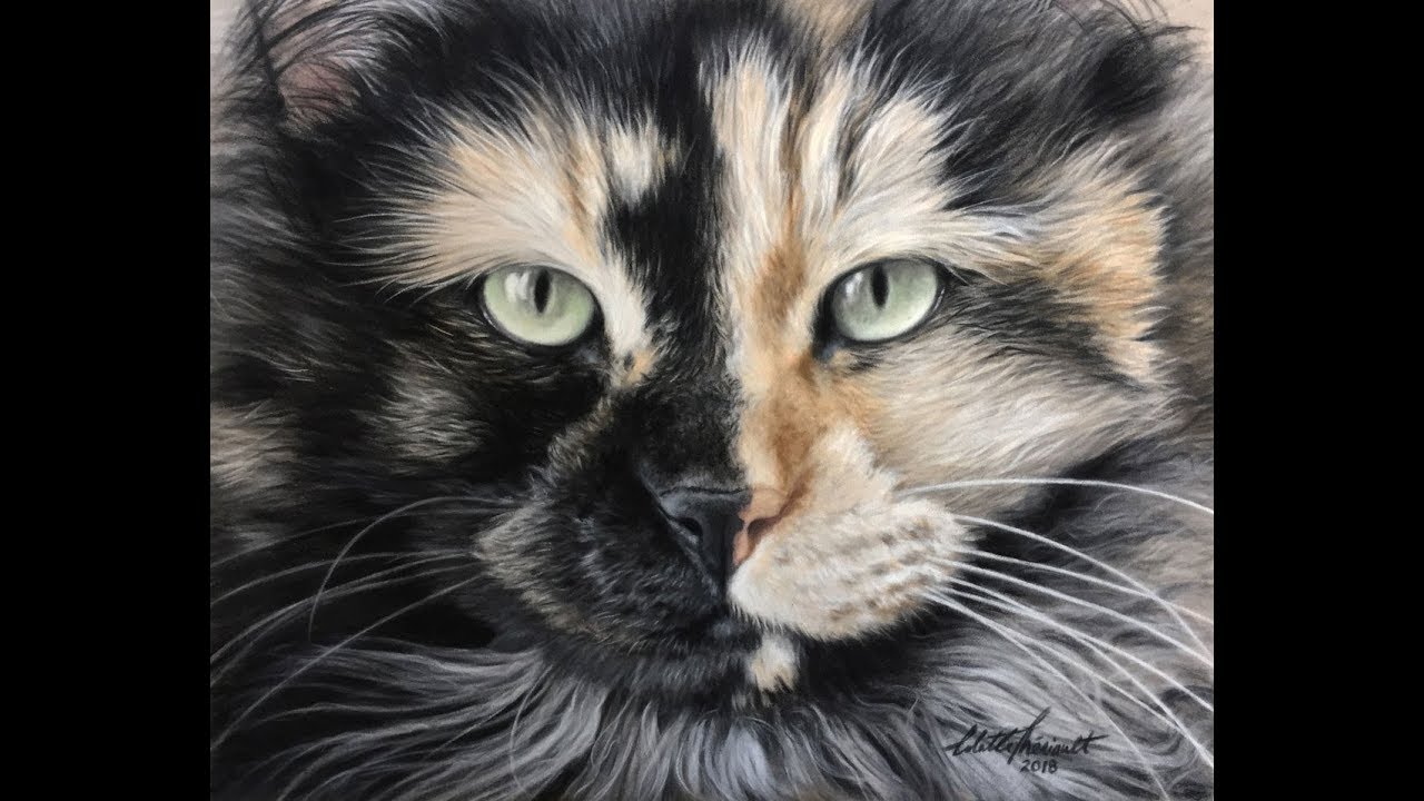 Cat Portrait Progression Art Demonstration Video - YouTube