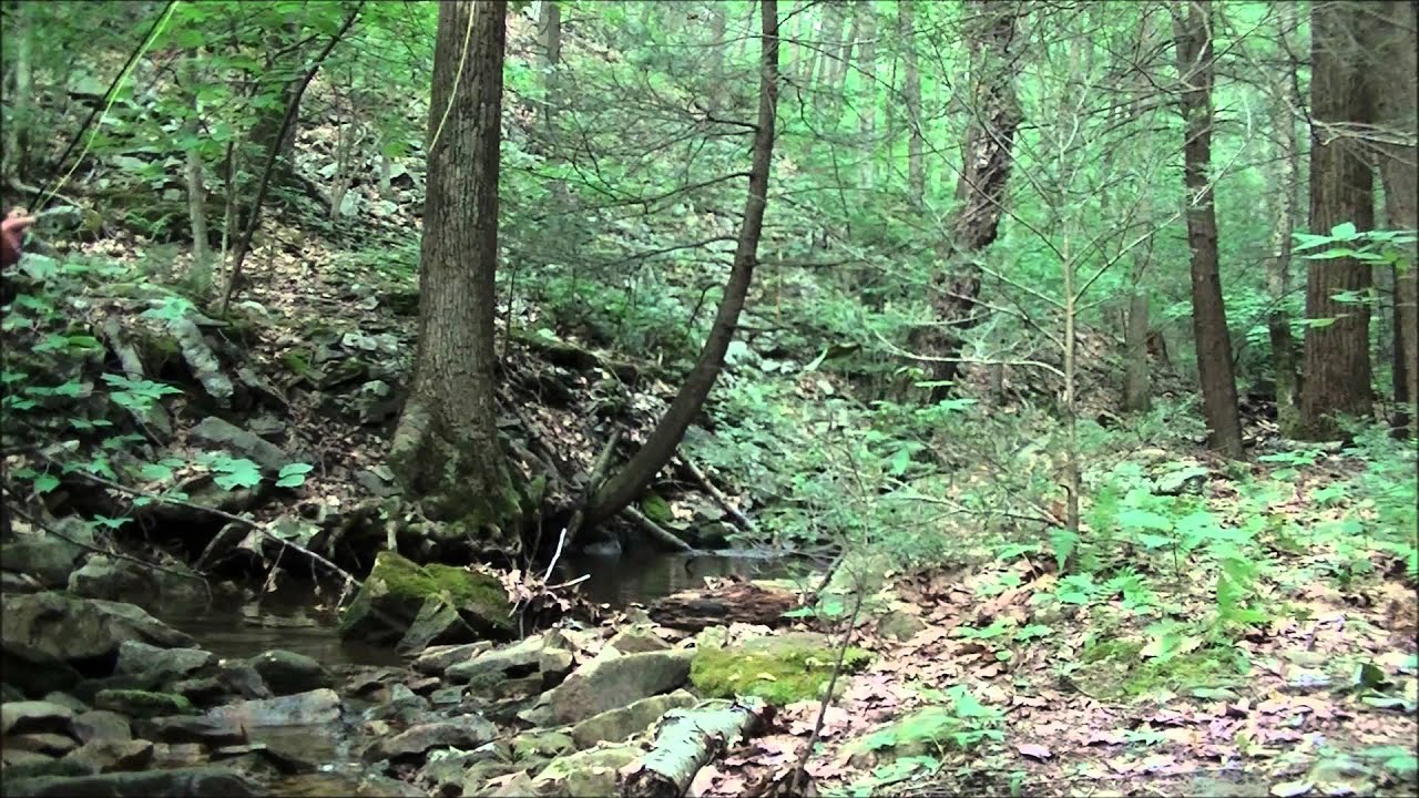 Small Stream Brook Trout - YouTube