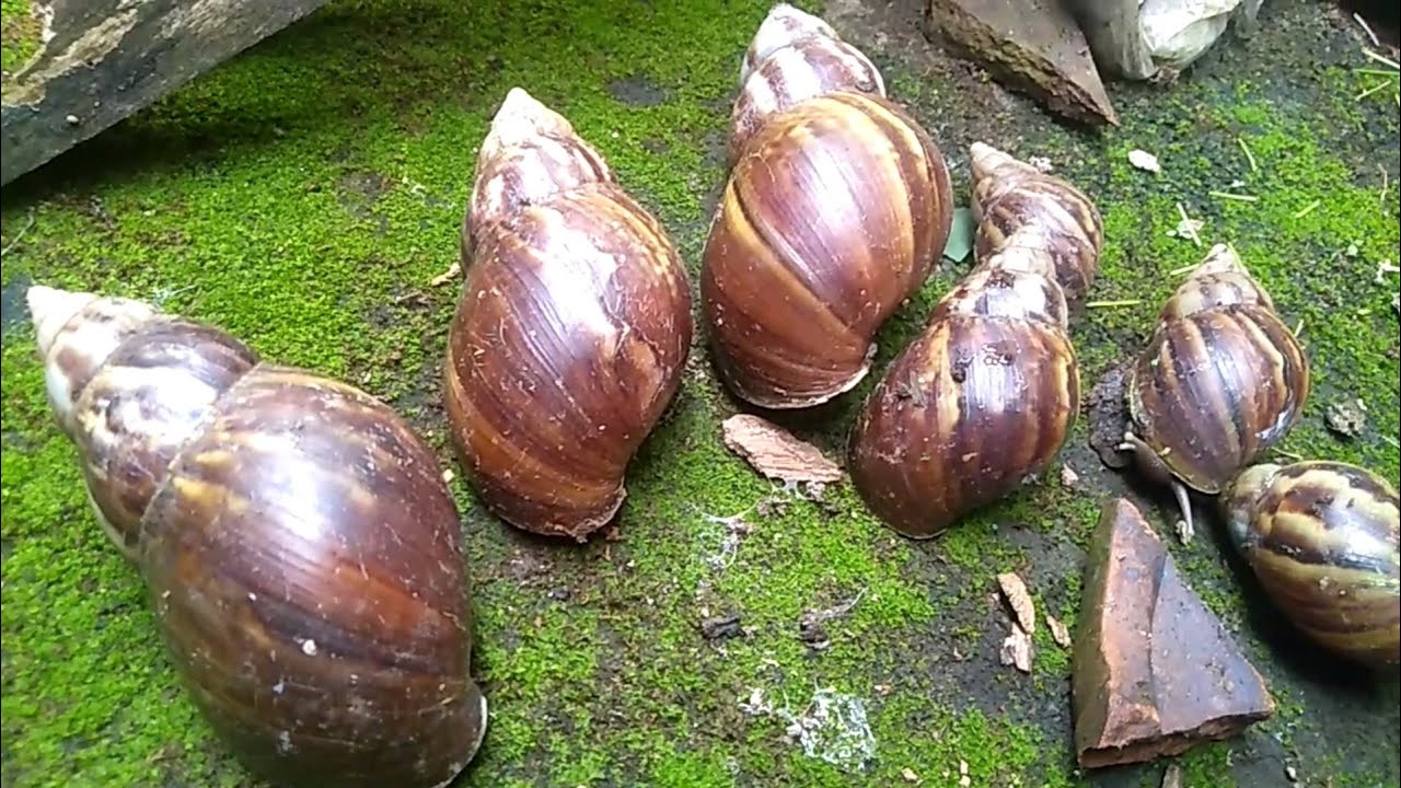 Hunting Snail || Seru Berburu Bekicot, Siput, Umang umang Super Besar ...