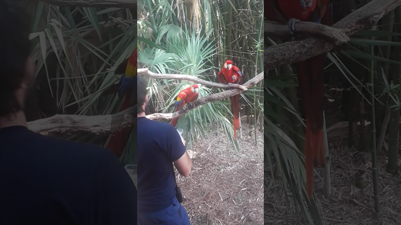 Macaw dancing - YouTube