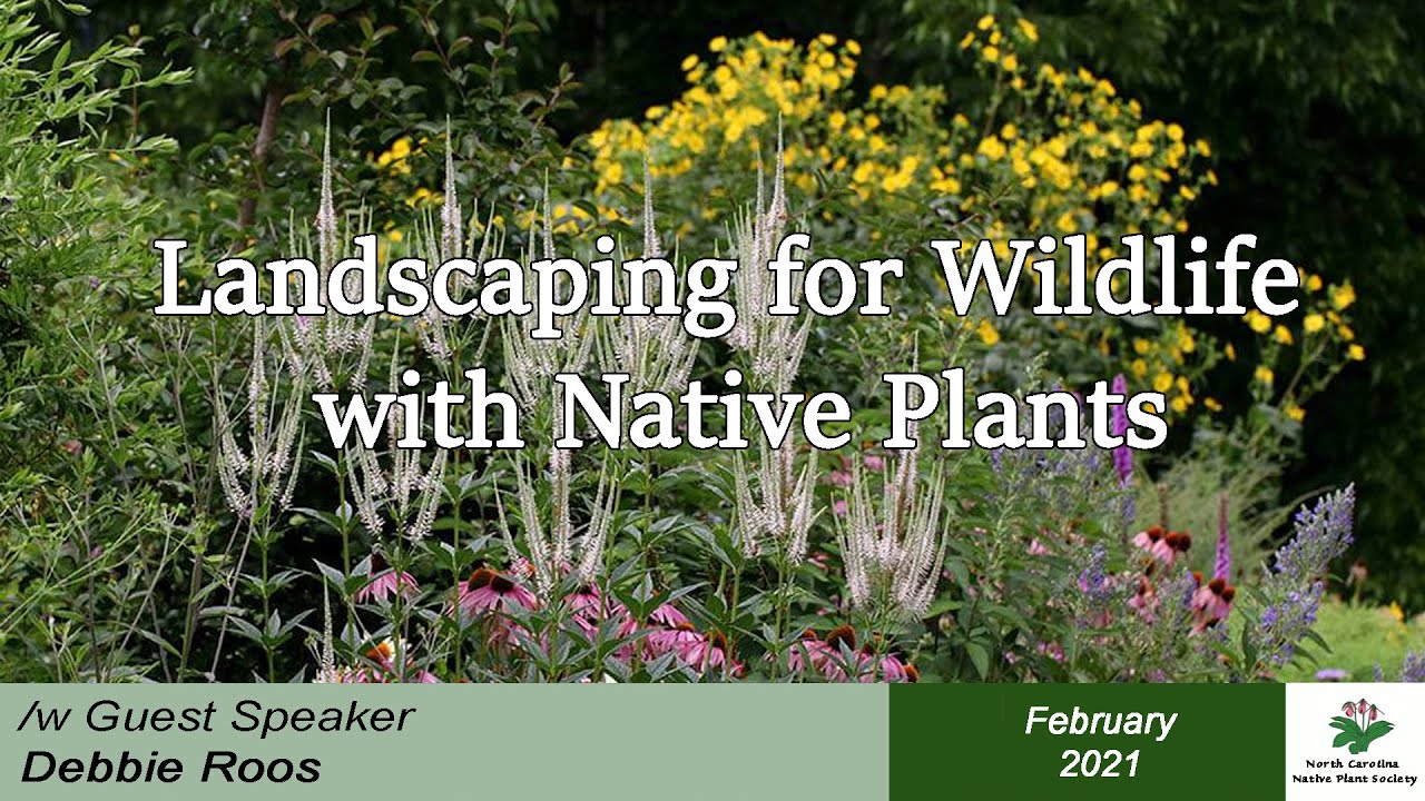 Landscaping for Wildlife with Native Plants with Debbie Roos - YouTube