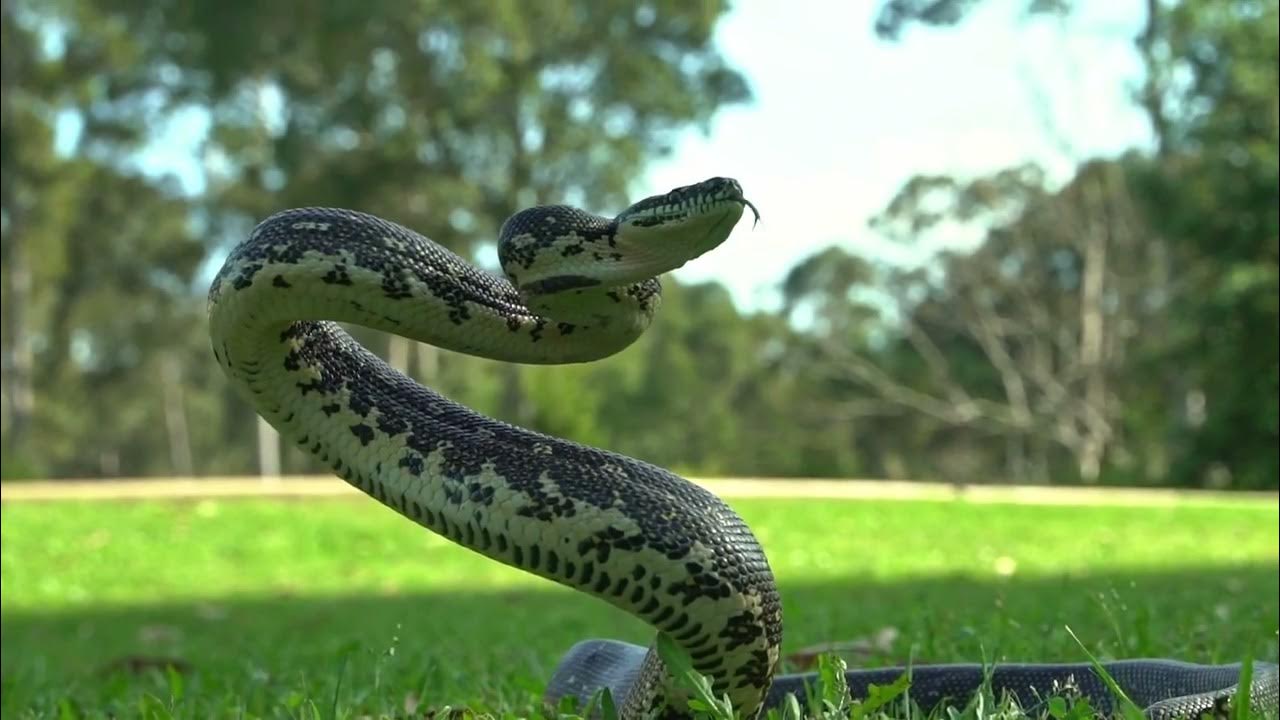 Snakes on the Move: A Closer Look at Snake Locomotion - YouTube