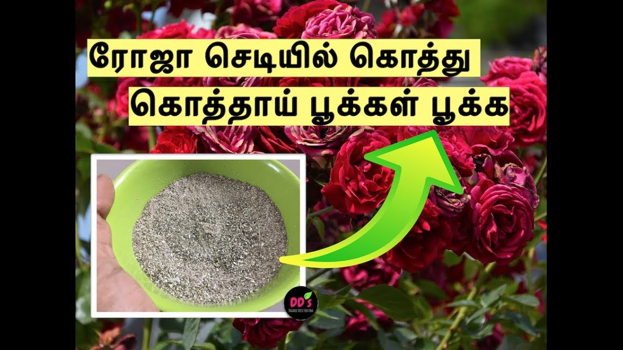 ROSE செடியில் கொத்து கொத்தாய் நிறைய பூக்கள் பூக்க tips|BEST fertilizer ...