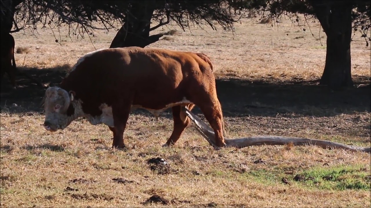 Bull Scratching His Privates - YouTube