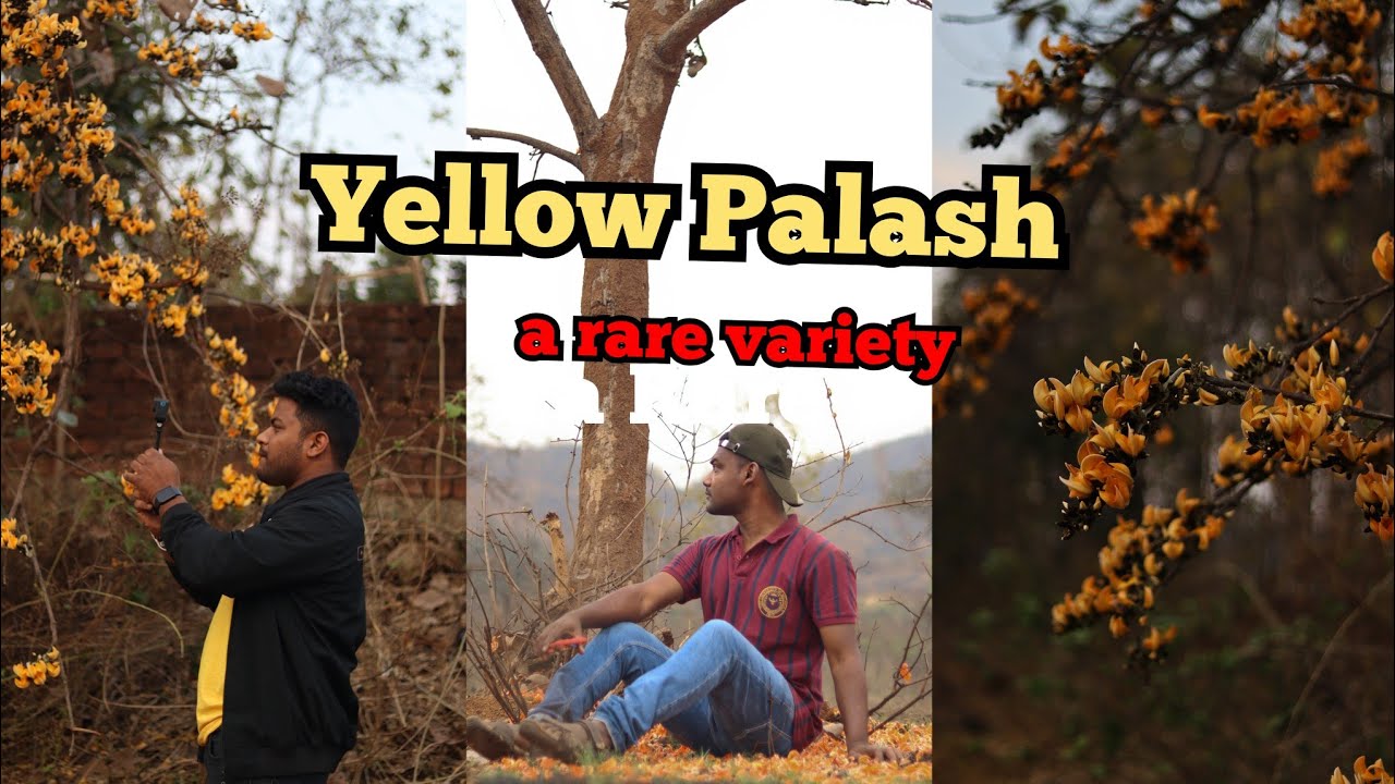 Yellow Palash Ki khoj me 🌿 || Rare Yellow Palash || Rourkela - YouTube