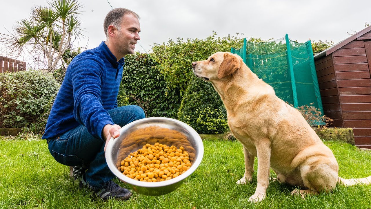 Enseñar a un PERRO a COMER a la ORDEN - Y esperar TRANQUILO - YouTube