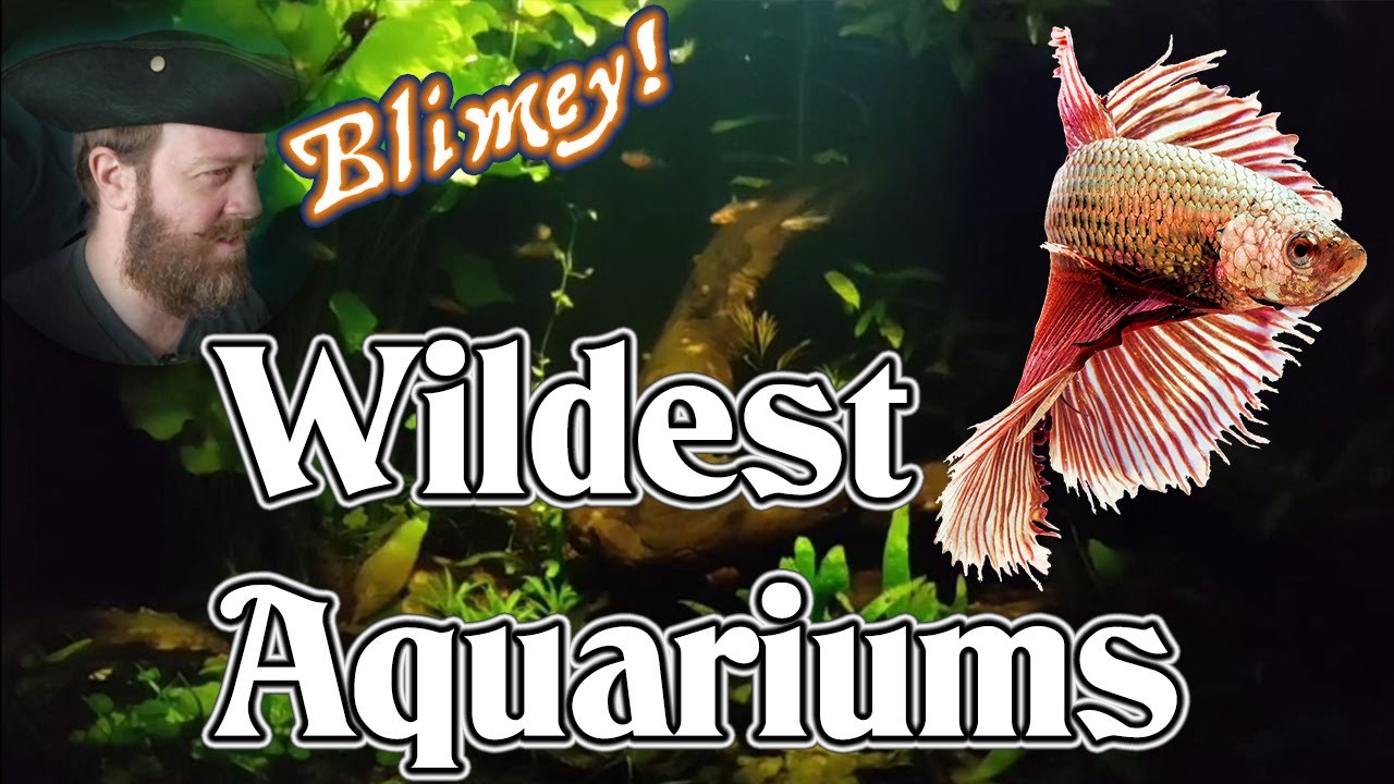 Reacting to the Wildest Fish Tanks on the Father Fish Discord! - YouTube