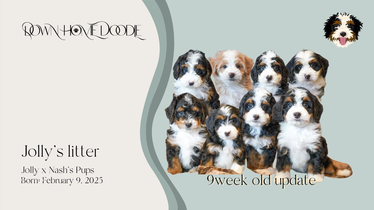 Jolly x Nash's Micro Bernedoodle Puppies | Down Home Doodle — 9week old ...