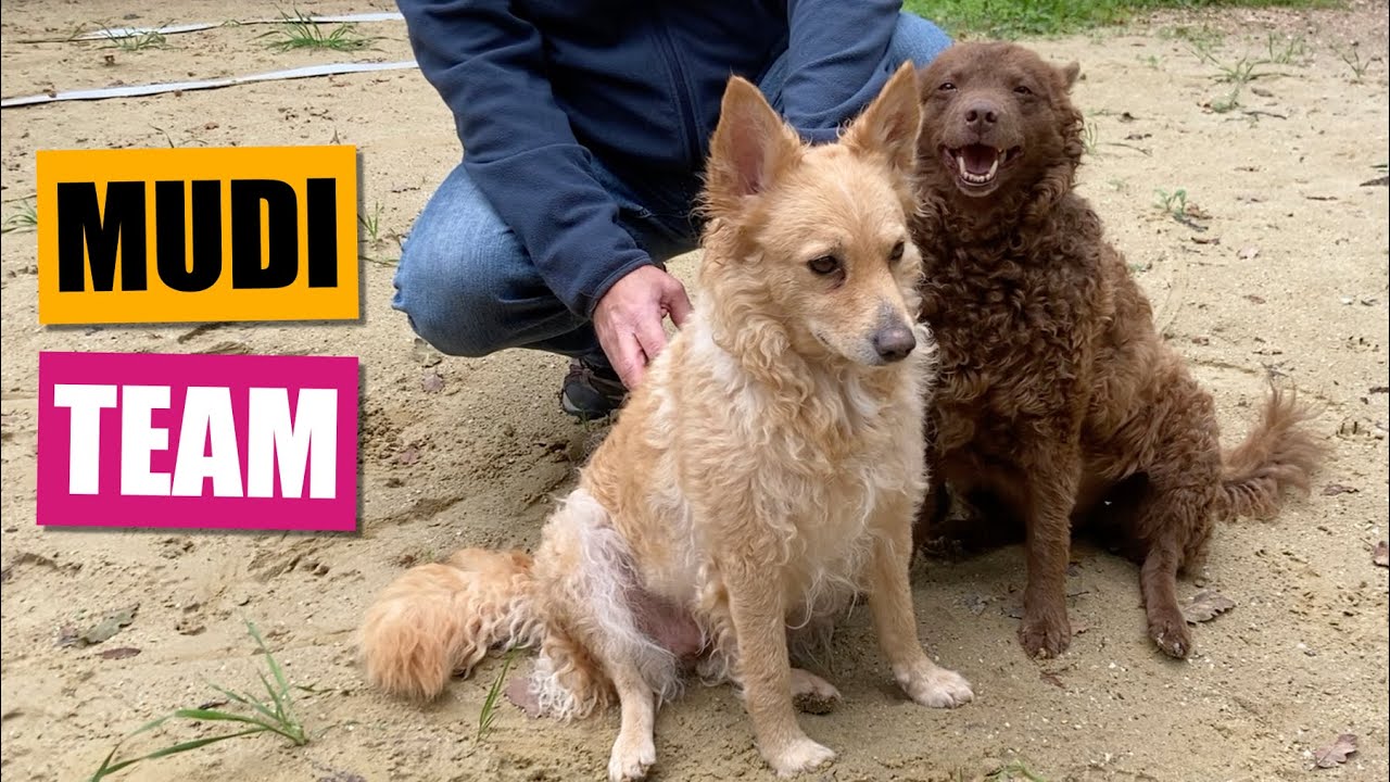 Kutyafajták - MUDI - YouTube
