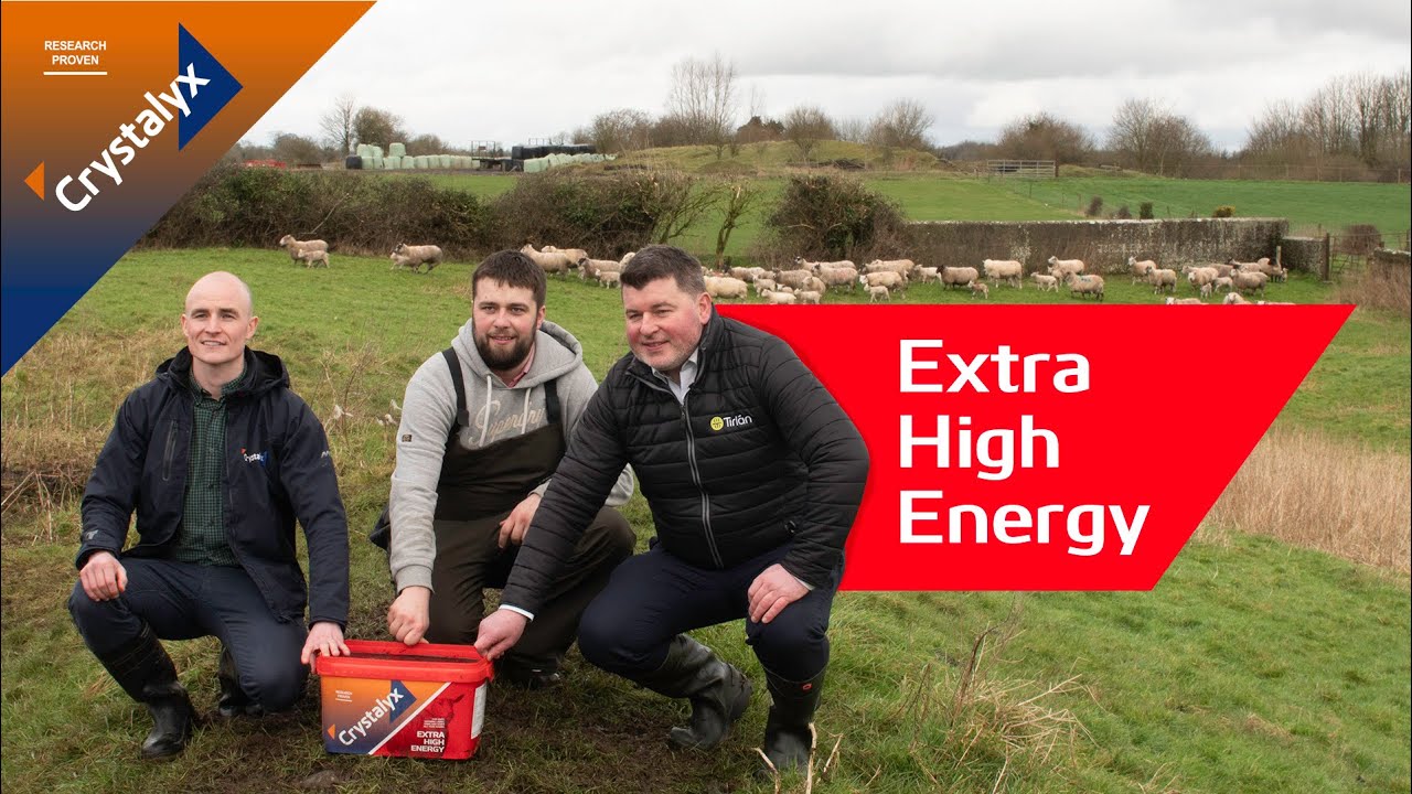 Crystalyx Extra High Energy helps improve scanning and lambing number in County Meath. - YouTube