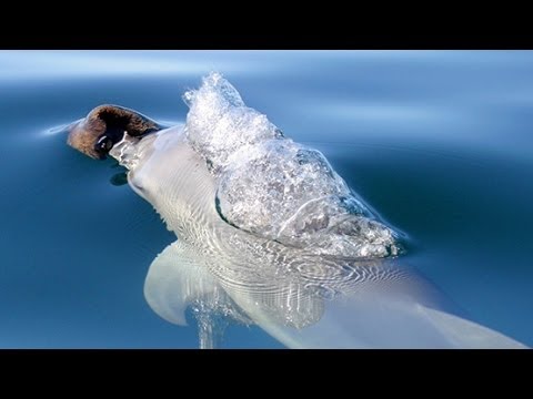 DOLPHINS CREATE SPONGE ARMOR - YouTube