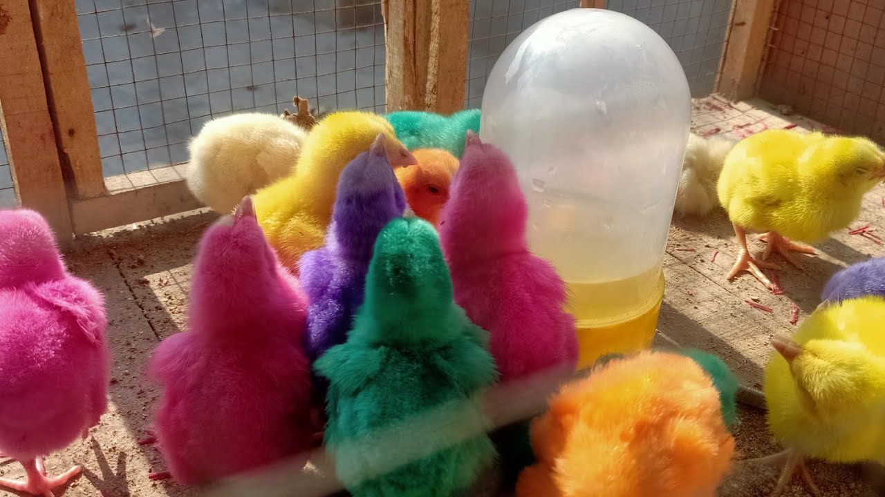 Colorful chick's baby ,#chicks #baby #hens , Mini zoo Multan, - YouTube