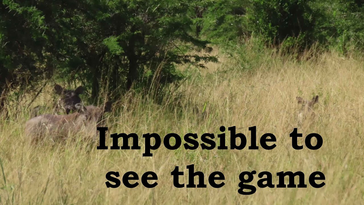S1.08 - Queen Elizabeth Game Drive - YouTube