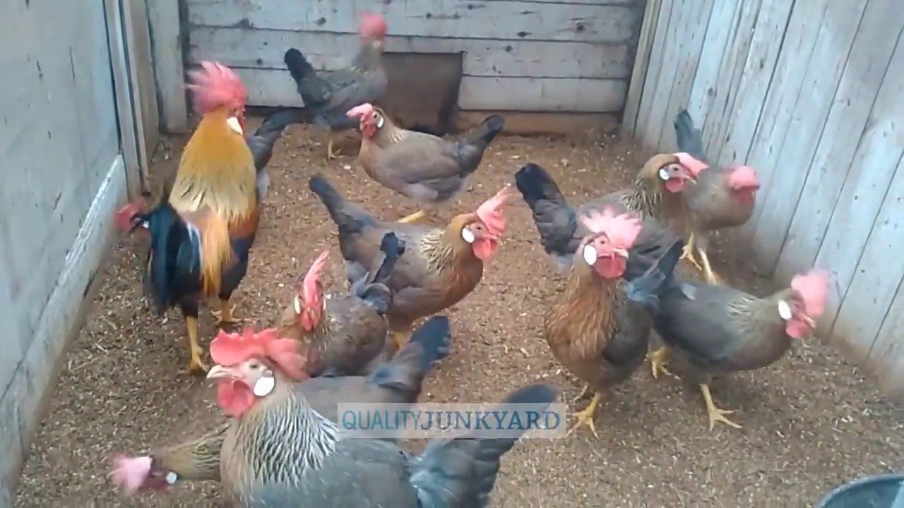 Brown Leghorn Chickens - Best Chicken Breeds For Eggs - YouTube