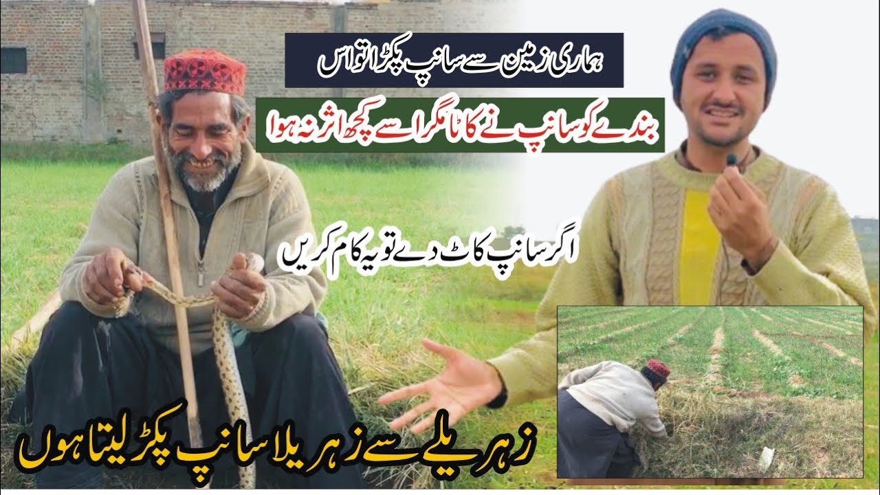 Pakistani snake Catcher Jogi || How To Catch snake || سانپ پکڑنے کا ...
