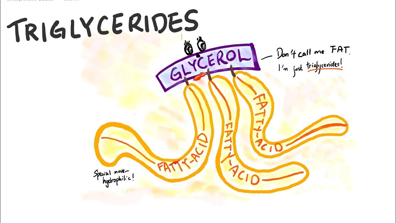 Structure Of Triglyceride