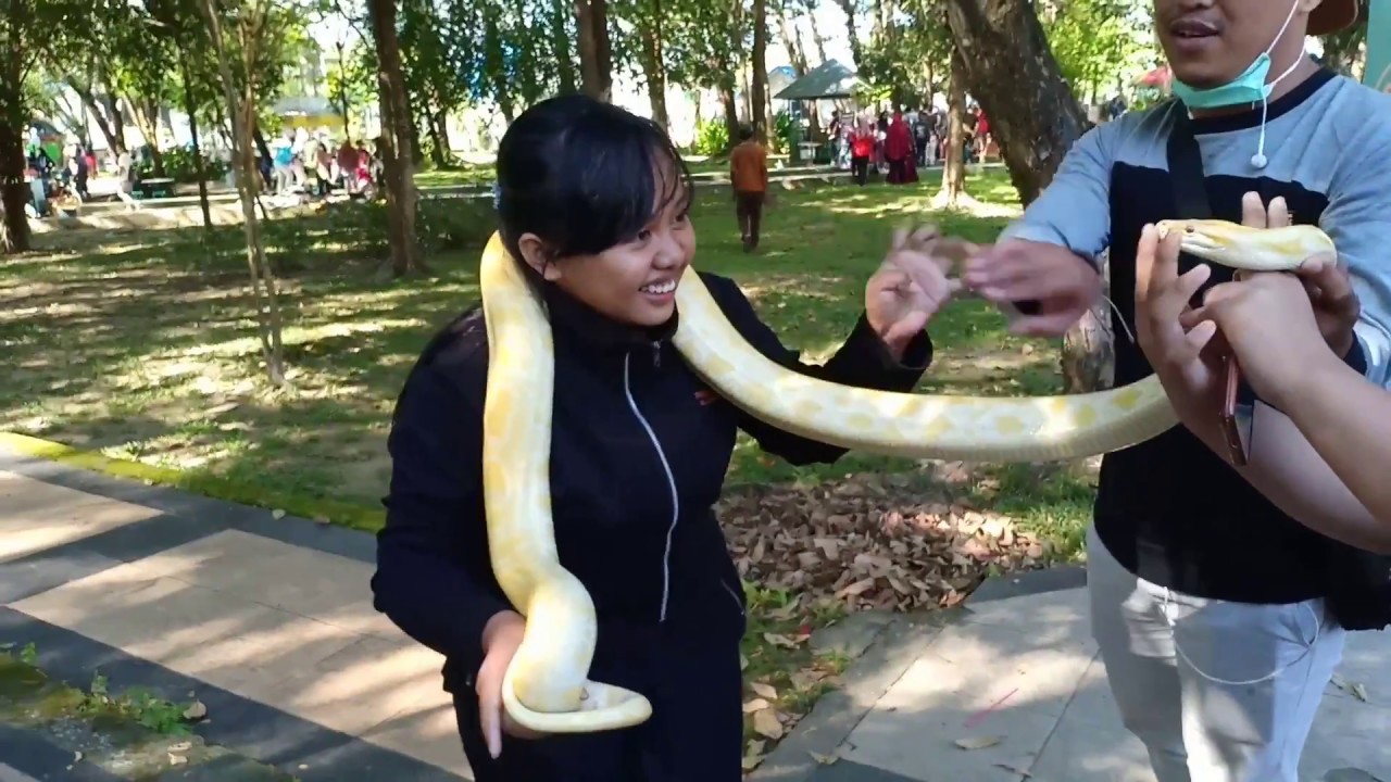 Wooow bermain ular di taman kota kendari - YouTube