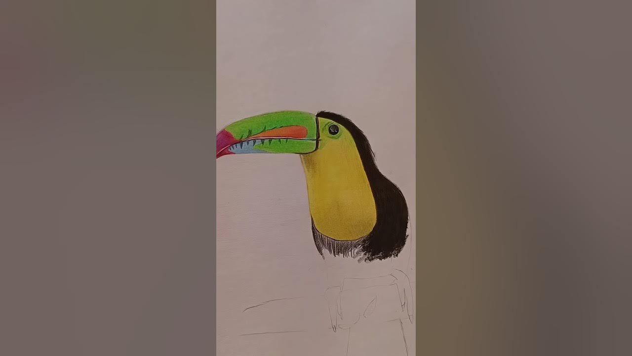 Keel Billed Toucan Drawing #birds #youtubeshorts #reels #trending # ...